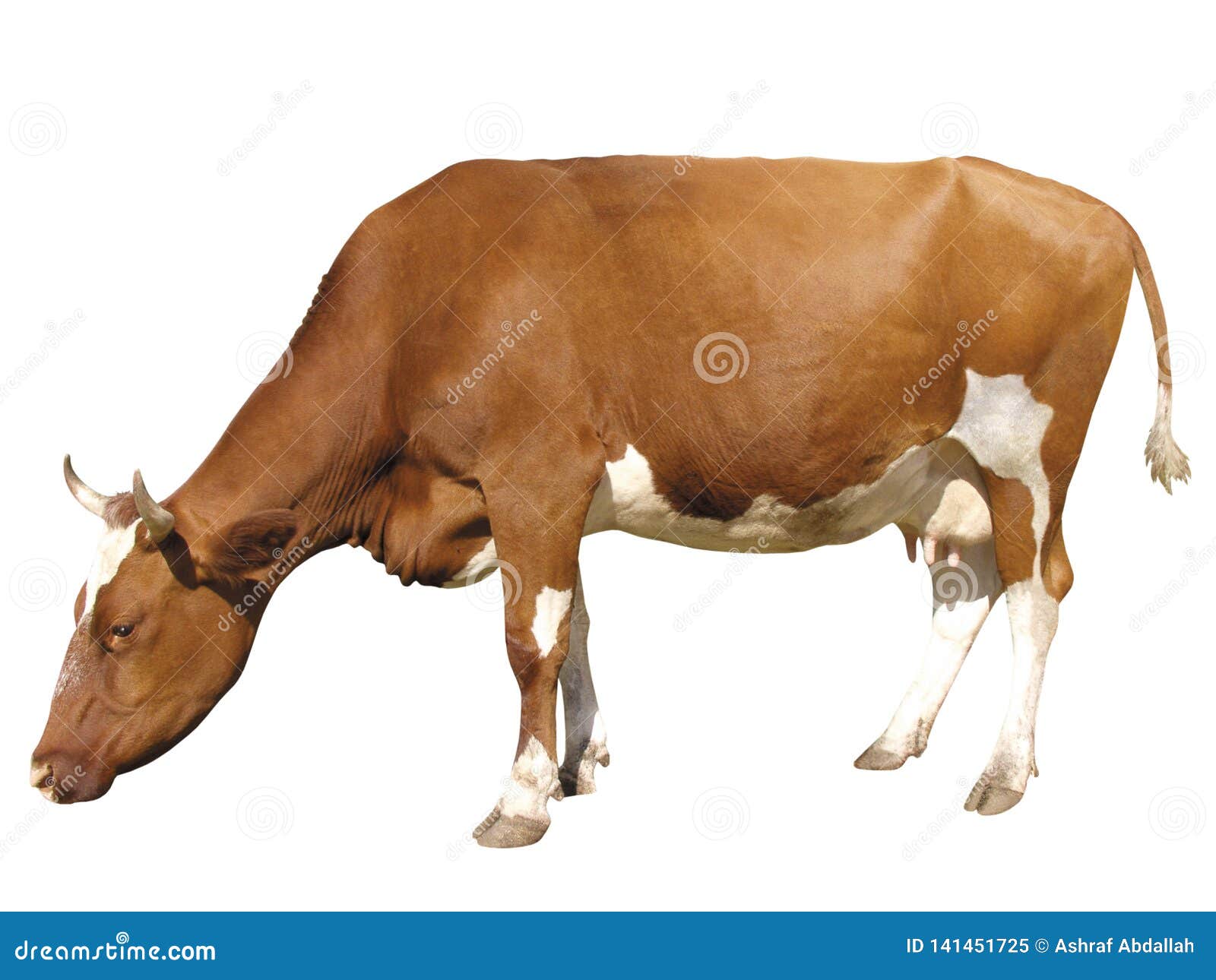 Farm Animal - Side View of Cow, 5 Years Old, Standing Stock Image ...
