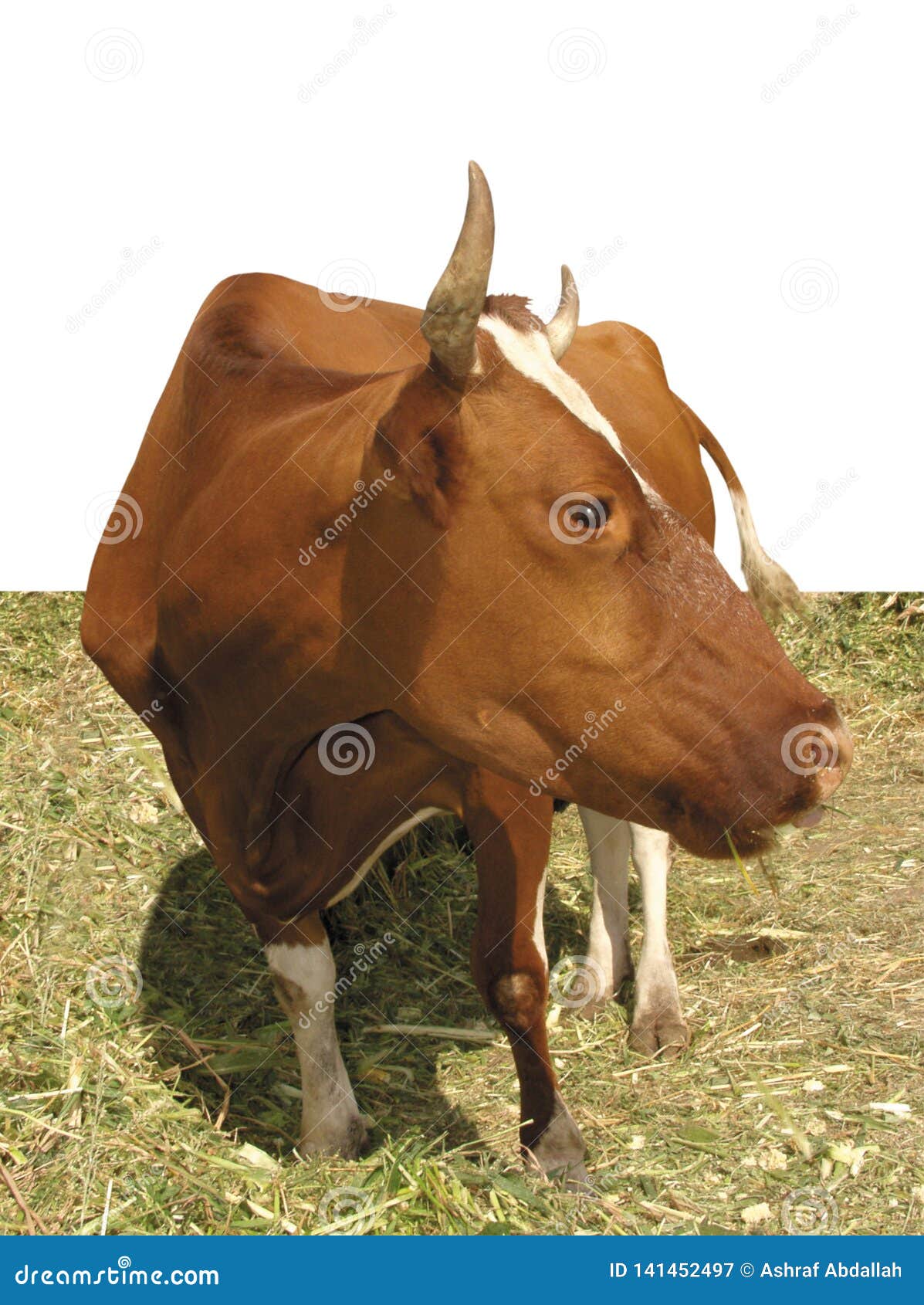 Farm Animal - Side View of Cow, 5 Years Old, Standing Stock Image ...