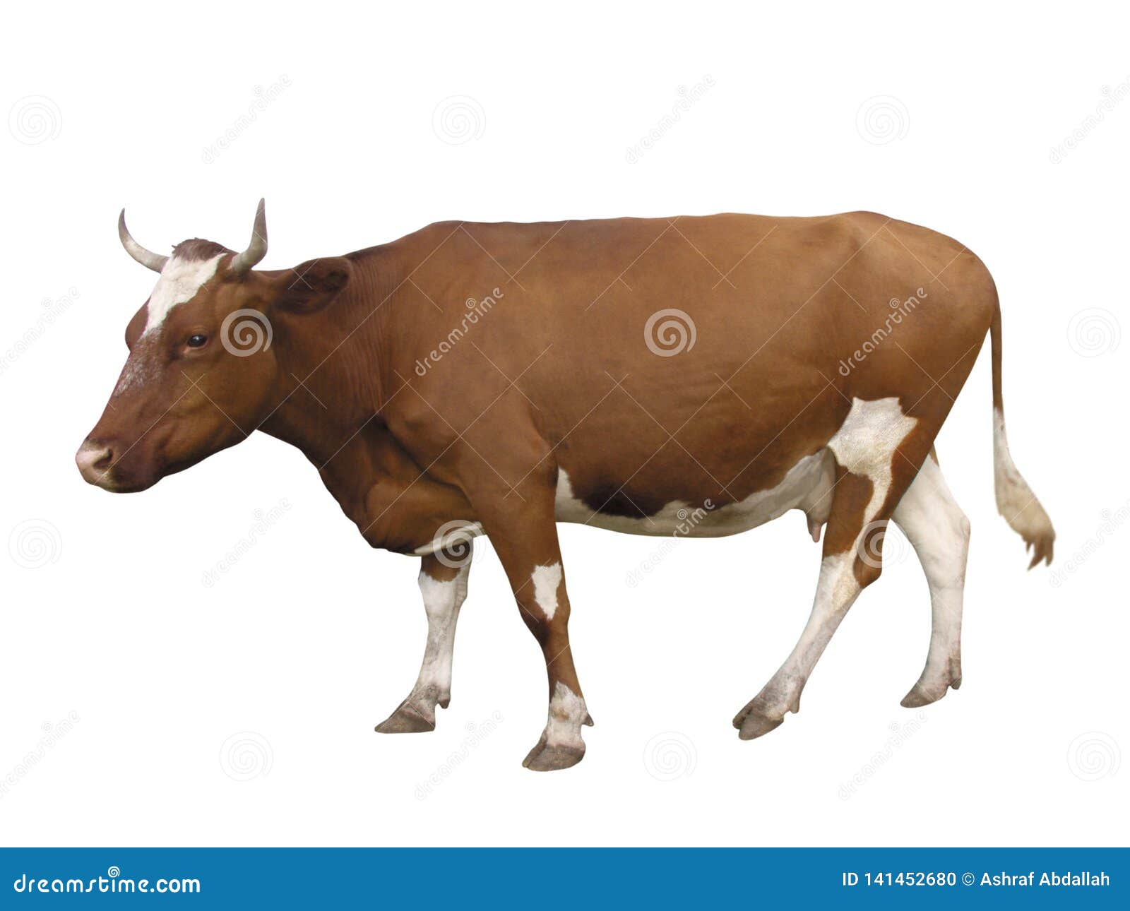 Farm Animal - Side View Of Cow, 5 Years Old, Standing Royalty-Free ...