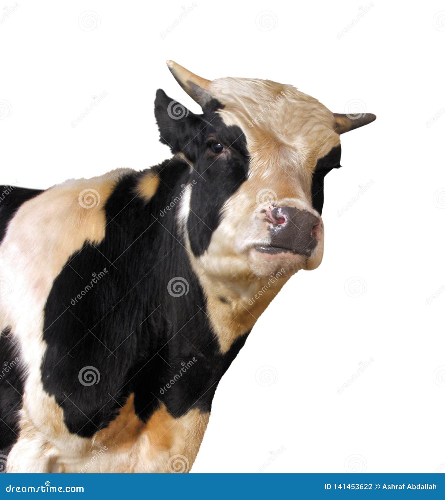 Farm Animal - Side View of Holstein Cow, 5 Years Old, Standing. Stock ...