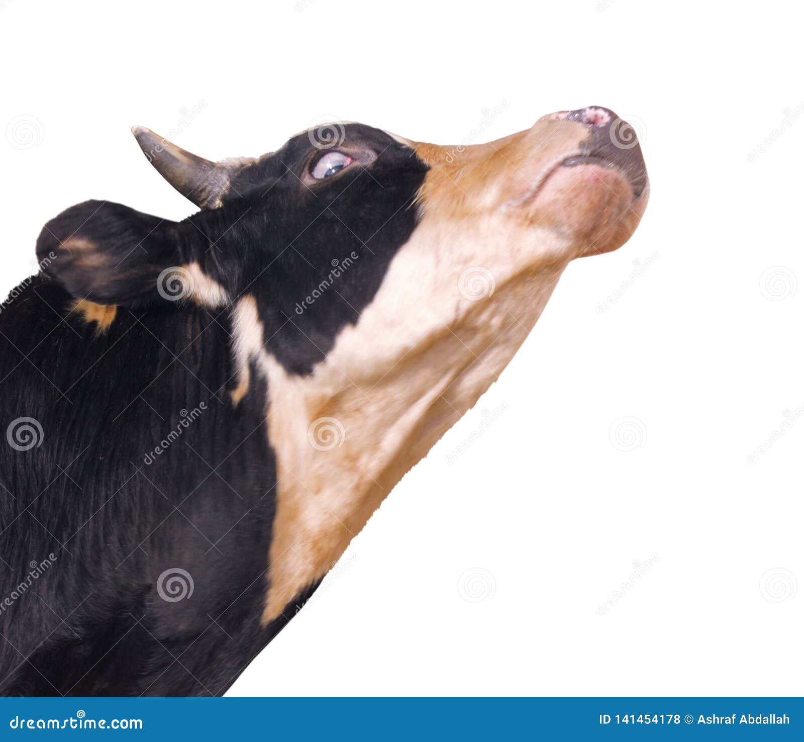 Farm Animal - Side View of Holstein Cow, 5 Years Old, Standing. Stock ...