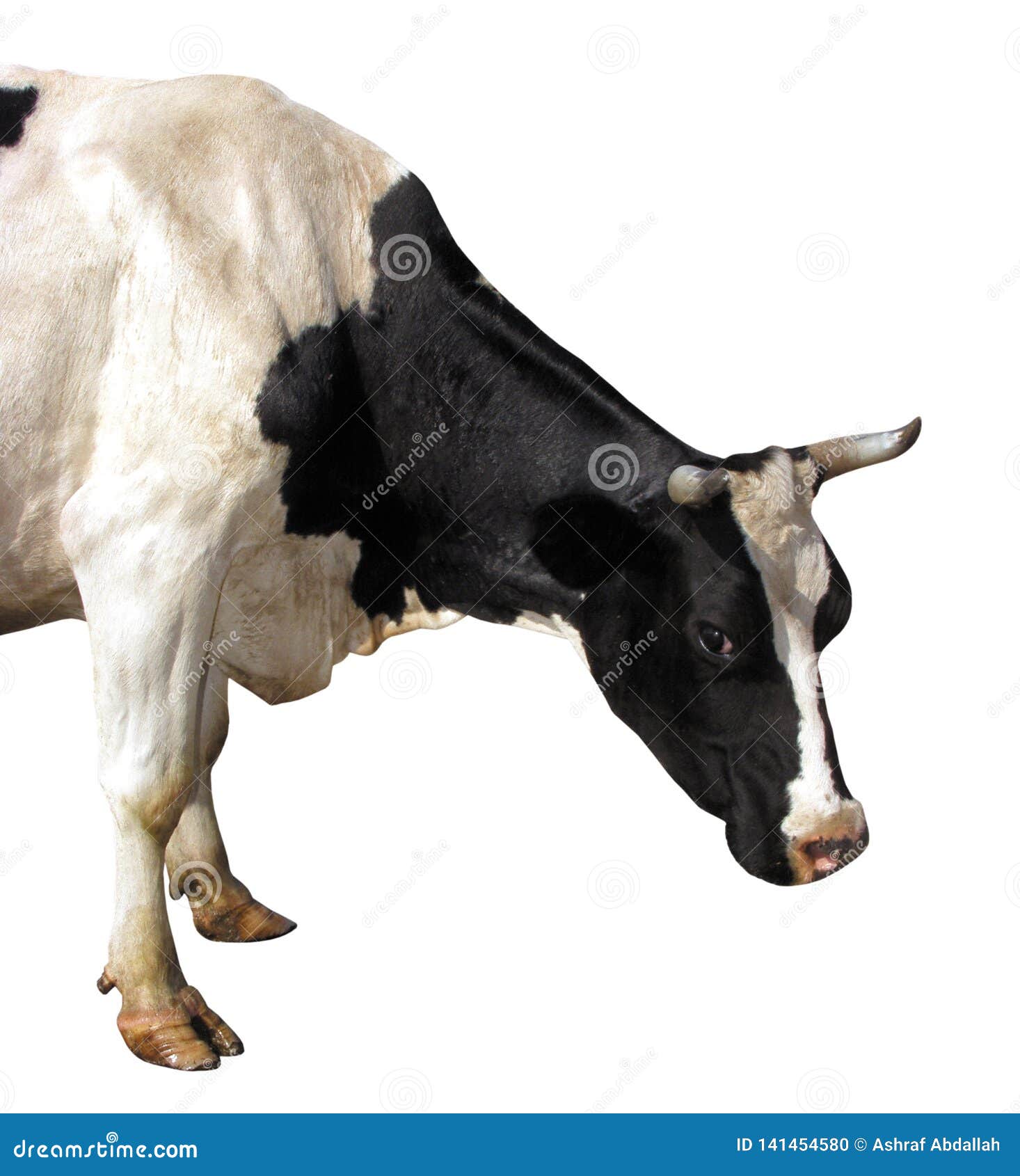 Farm Animal - Side View of Holstein Cow, 5 Years Old, Standing. Stock ...