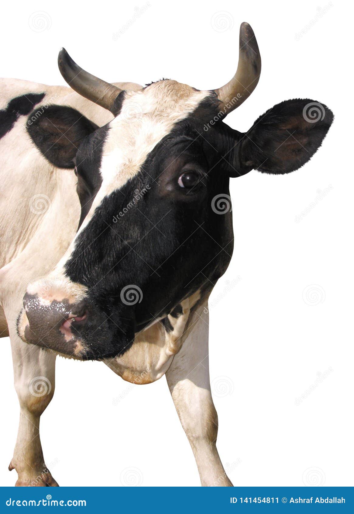 Farm Animal - Side View of Holstein Cow, 5 Years Old, Standing. Stock ...