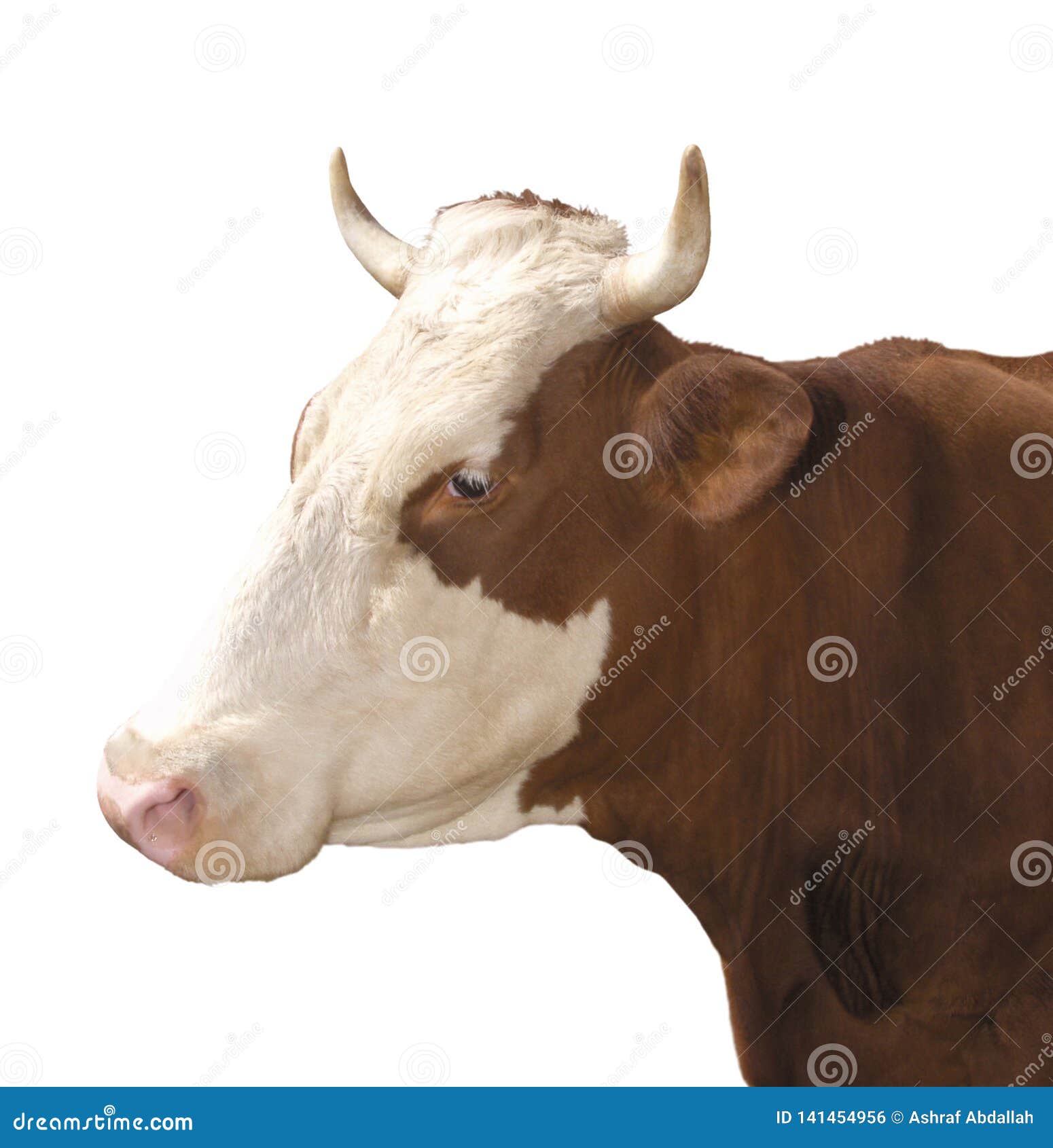 Farm Animal - Side View of Cow, 5 Years Old, Standing Stock Photo ...