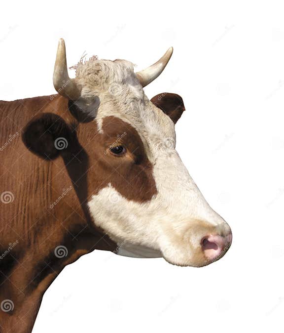 Farm Animal - Side View of Cow, 5 Years Old, Standing Stock Image ...