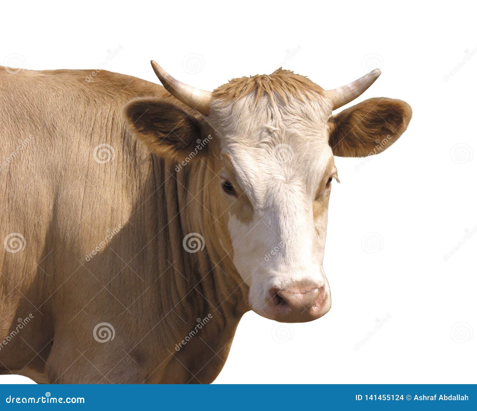 Farm Animal - Side View of Cow, 5 Years Old, Standing Stock Photo ...