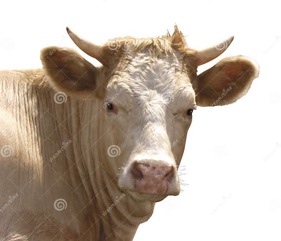 Farm Animal - Side View of Cow, 5 Years Old, Standing Stock Photo ...