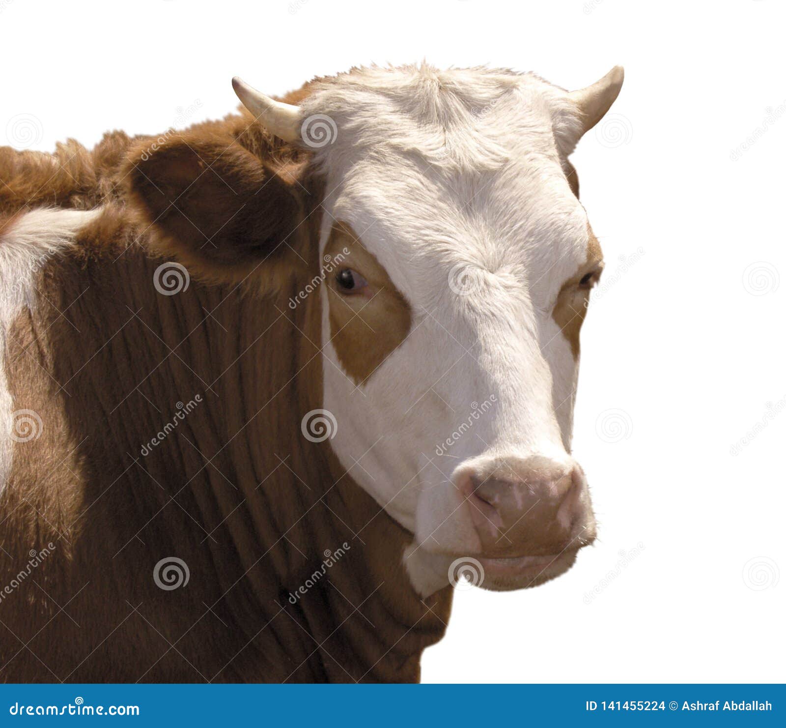 Farm Animal - Side View of Cow, 5 Years Old, Standing Stock Photo ...