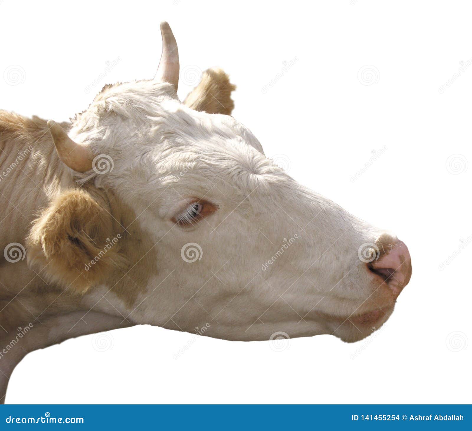 Farm Animal - Side View of Cow, 5 Years Old, Standing Stock Photo ...