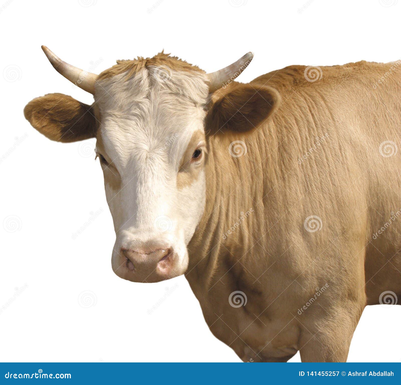 Farm Animal - Side View of Cow, 5 Years Old, Standing Stock Image ...