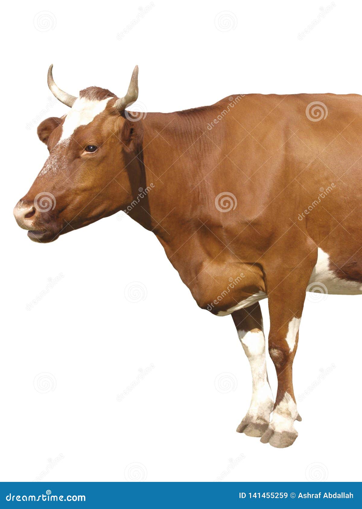 Farm Animal - Side View of Cow, 5 Years Old, Standing Stock Image ...