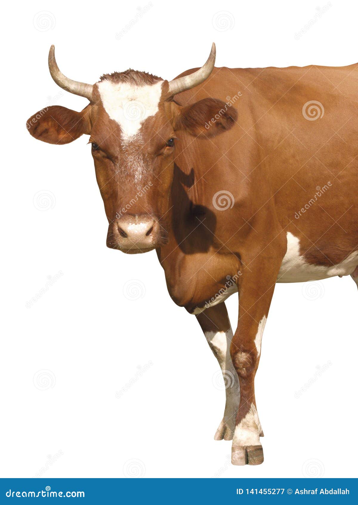 Farm Animal - Side View of Cow, 5 Years Old, Standing Stock Image ...