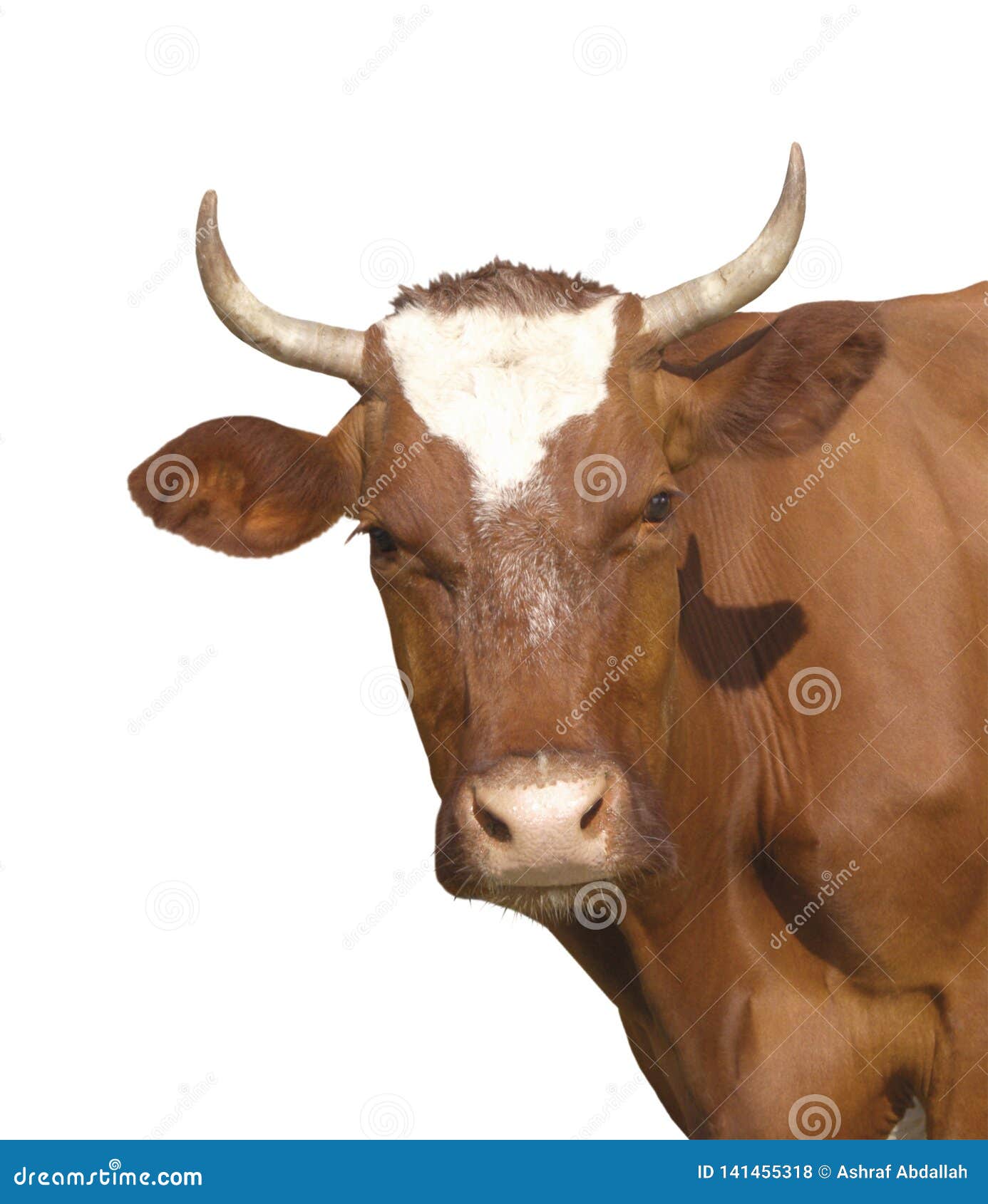 Farm Animal - Side View Of Cow, 5 Years Old, Standing Stock Photography ...