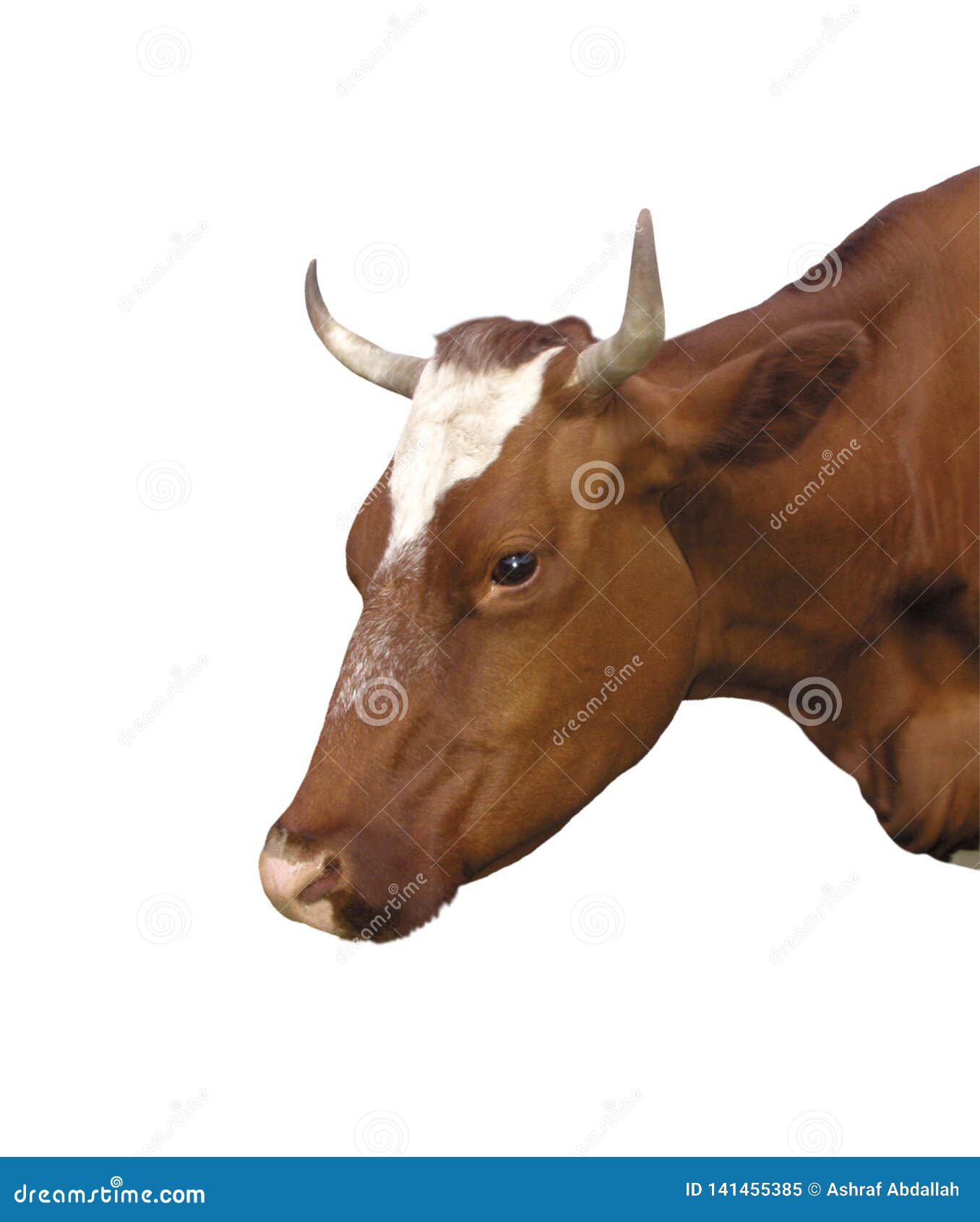 Farm Animal - Side View Of Cow, 5 Years Old, Standing Royalty-Free ...