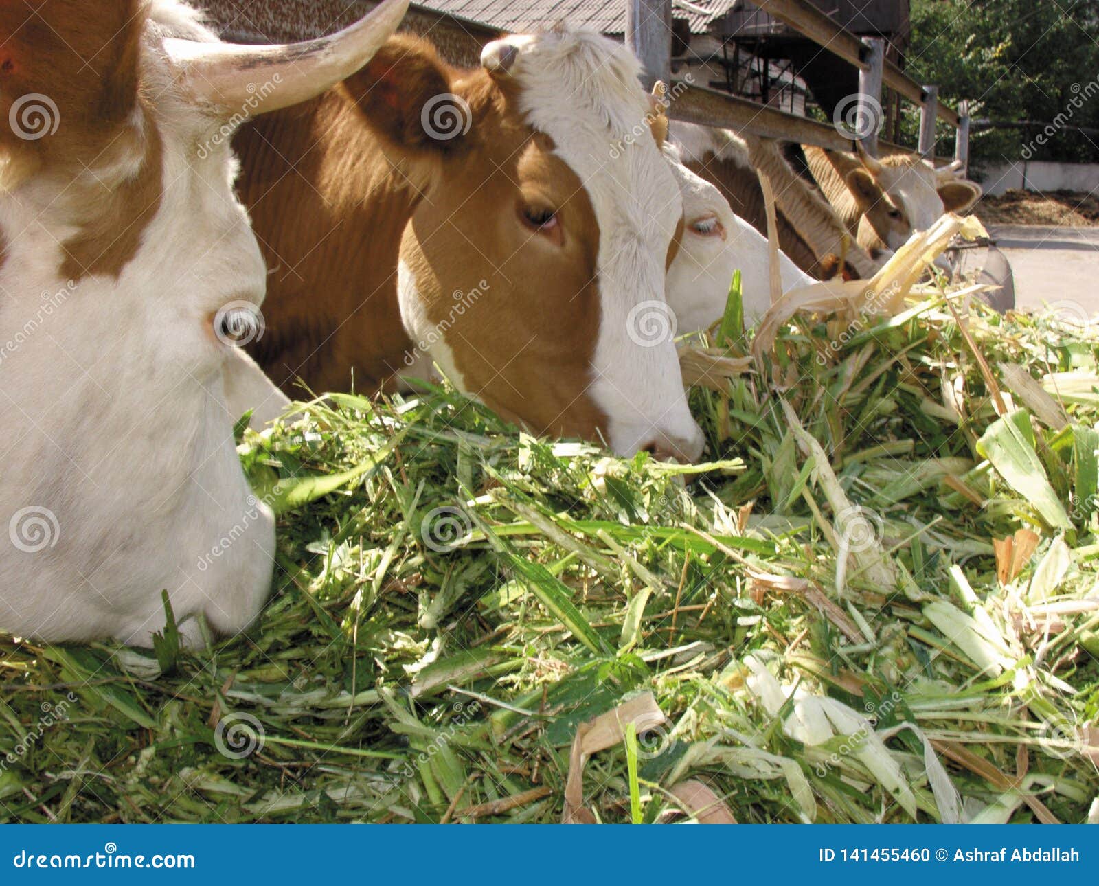 Farm Animal - Side View of Cow, 5 Years Old, Standing Stock Photo ...