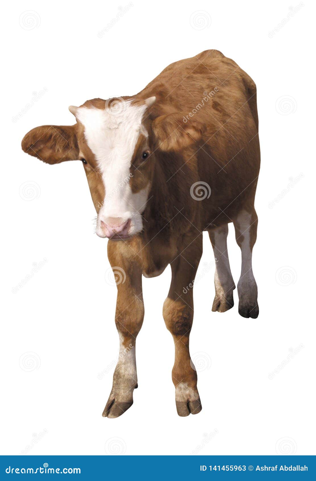 Farm Animal - Side View of Cow, 5 Years Old, Standing Stock Image ...