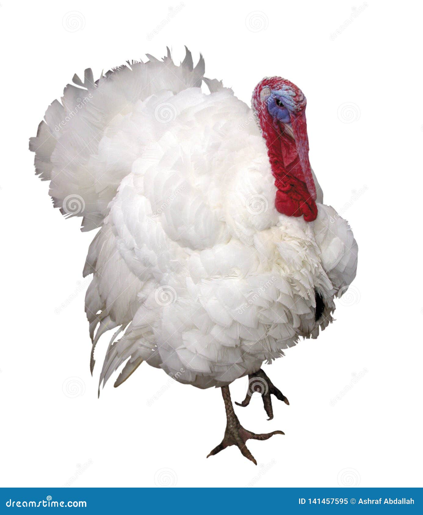 White Turkey Bird Isolated on White Background Stock Image - Image of ...