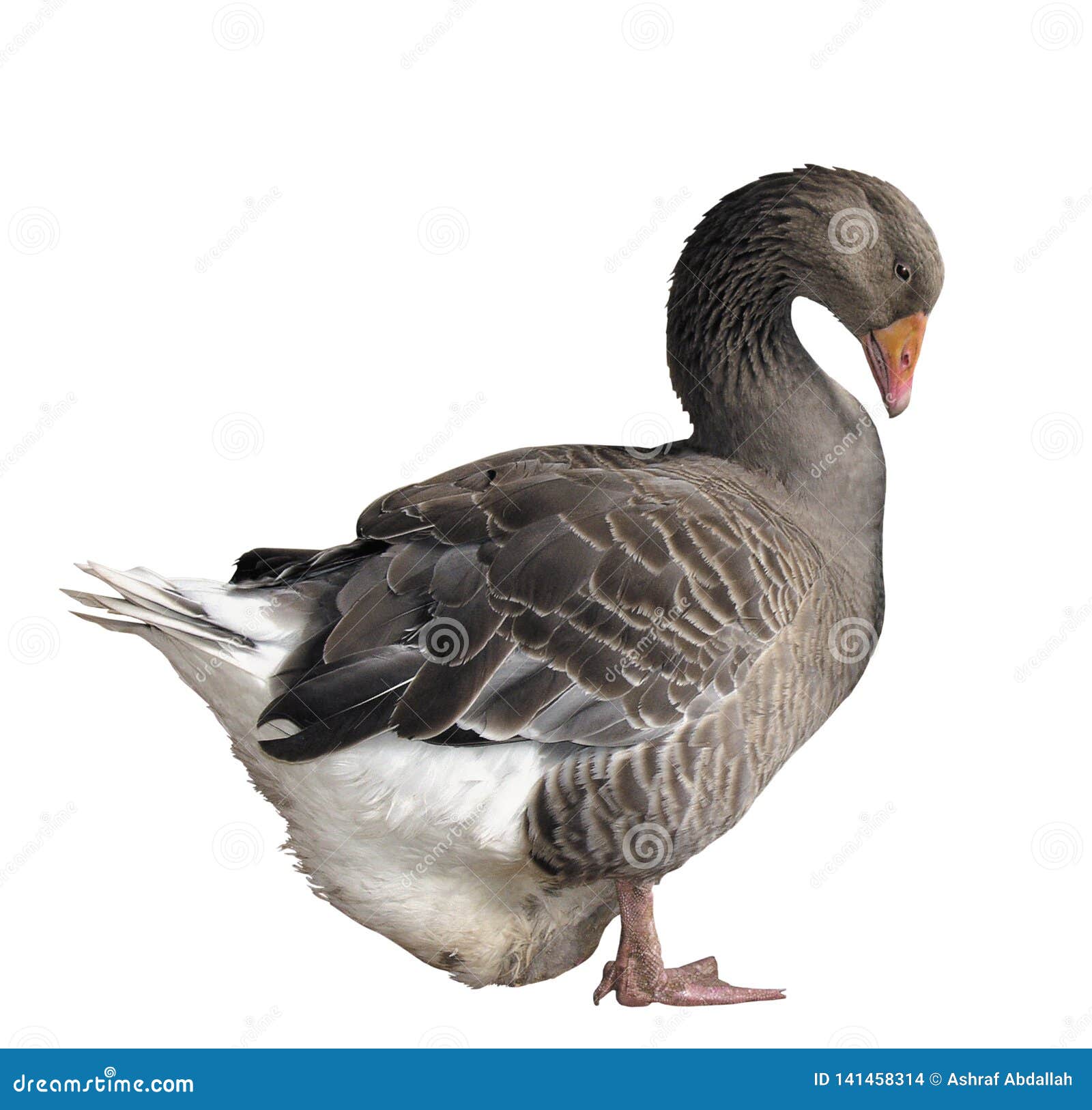 Goose Isolated on White Background Stock Photo - Image of chicken, cute ...
