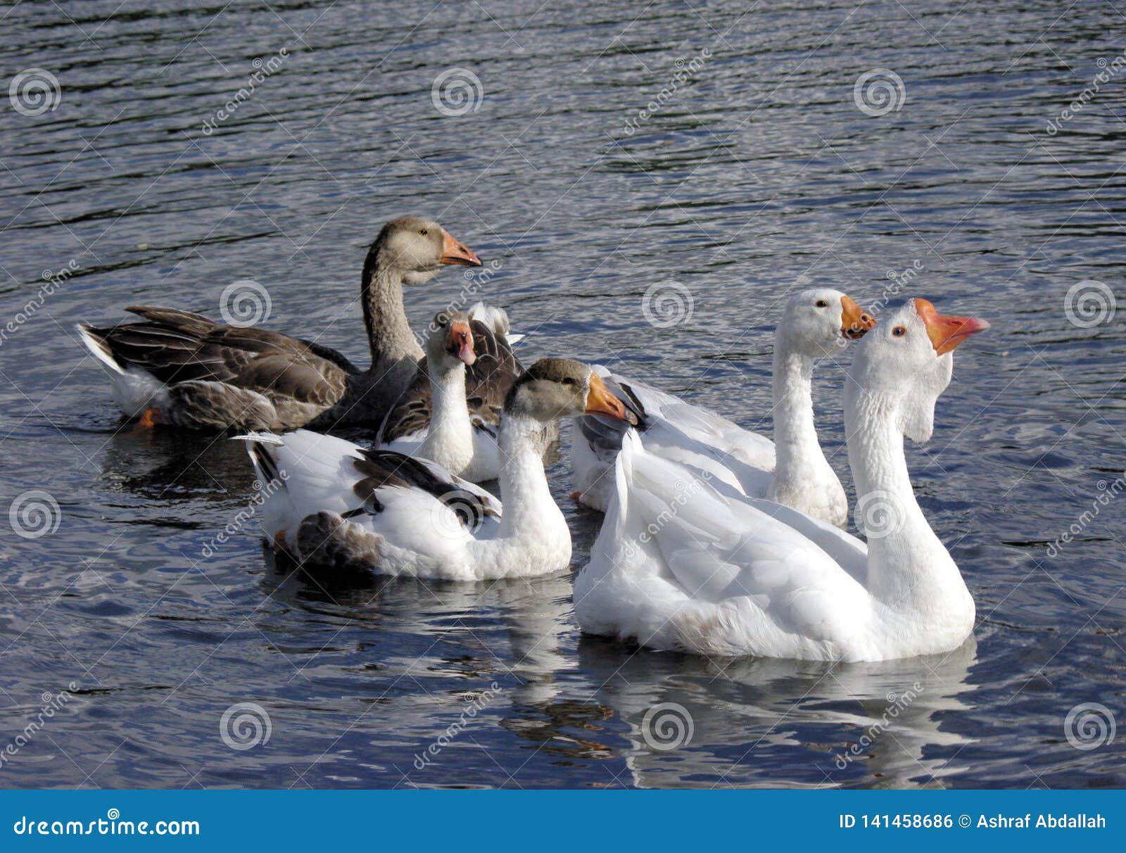 A Geese is Swimming in the Blue Lake Stock Photo - Image of dreamlike ...