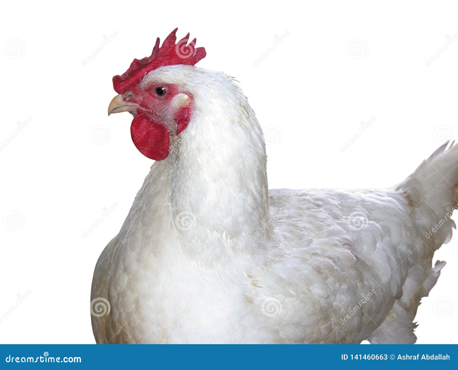White Hen Isolated on White Background Stock Image - Image of female ...