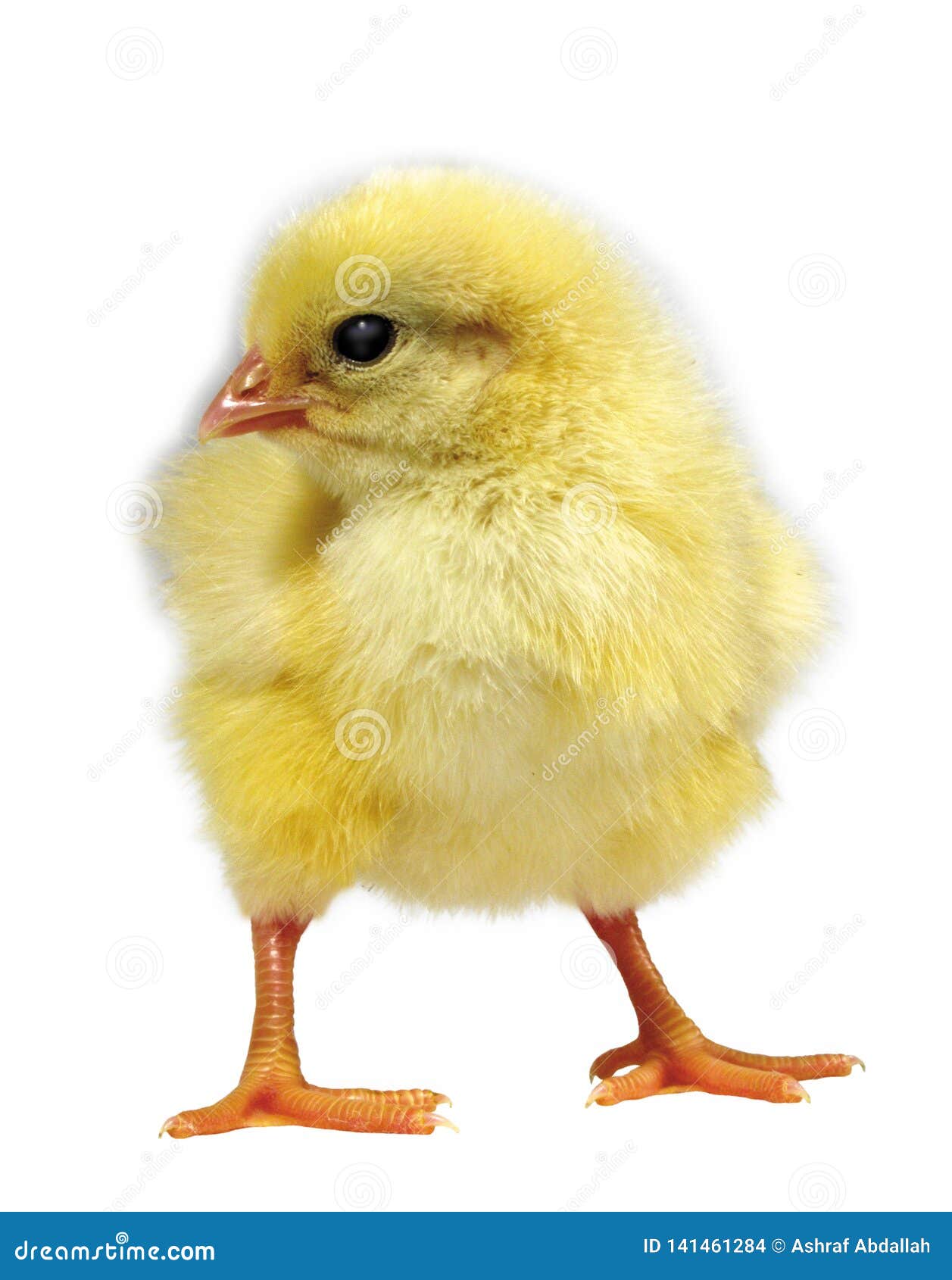 A New Born Baby Yellow Chicks - Stock Image Stock Photo - Image of ...