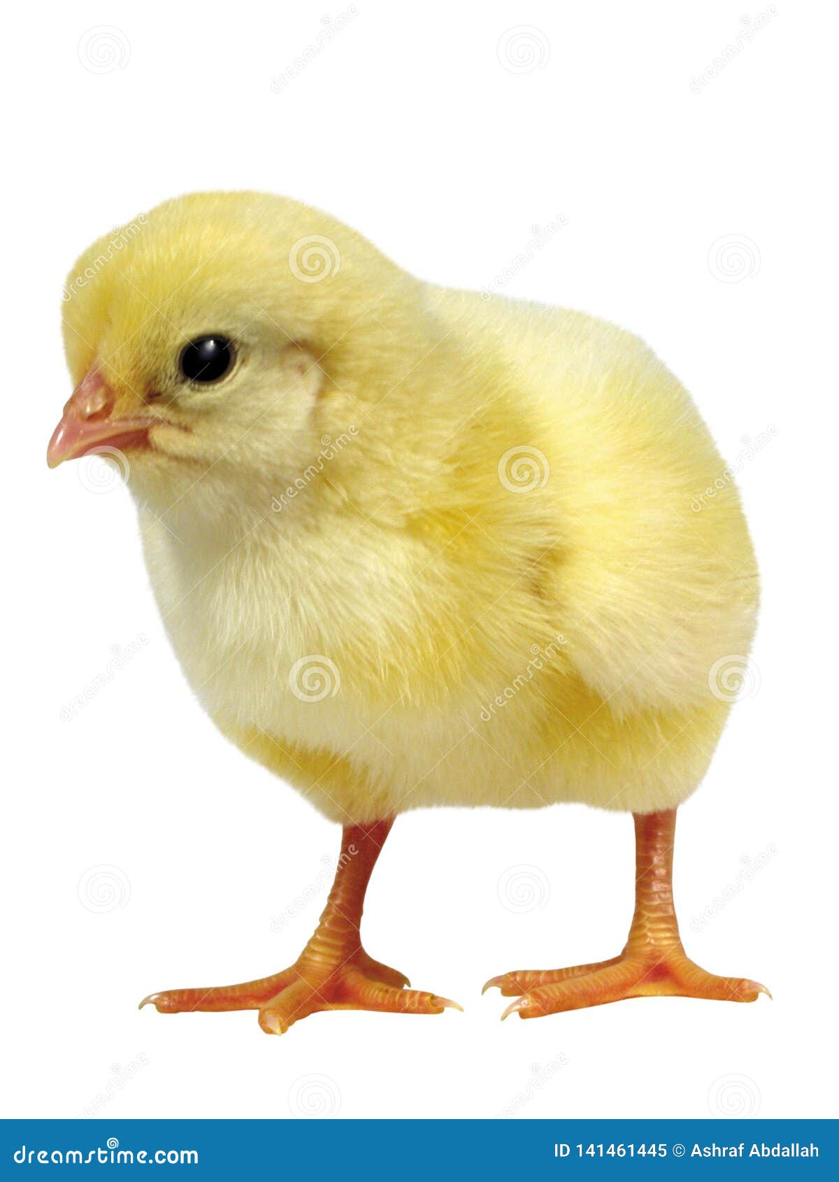 A New Born Baby Yellow Chicks - Stock Image Stock Image - Image of bird ...
