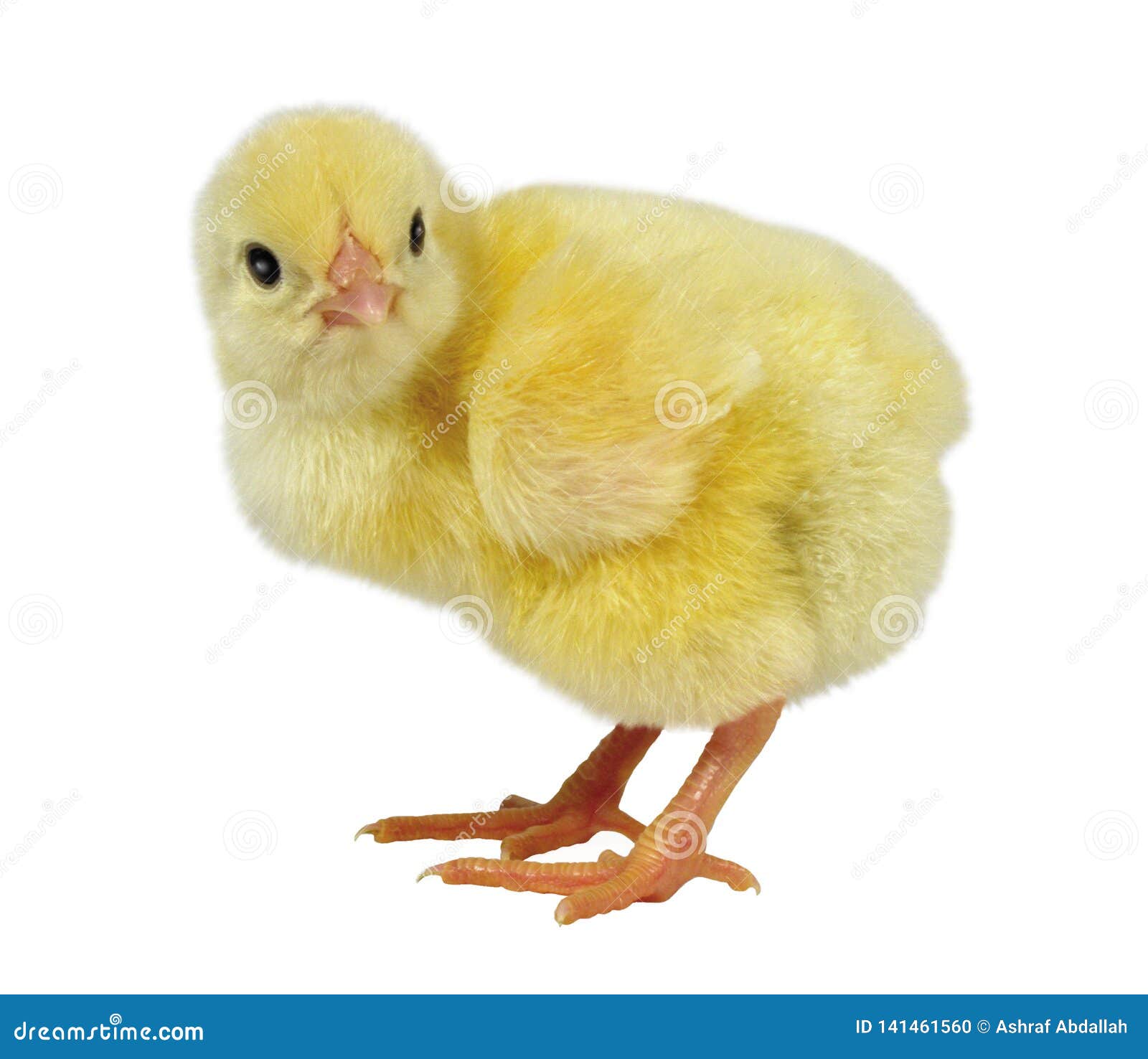 A New Born Baby Yellow Chicks - Stock Image Stock Photo - Image of farm ...