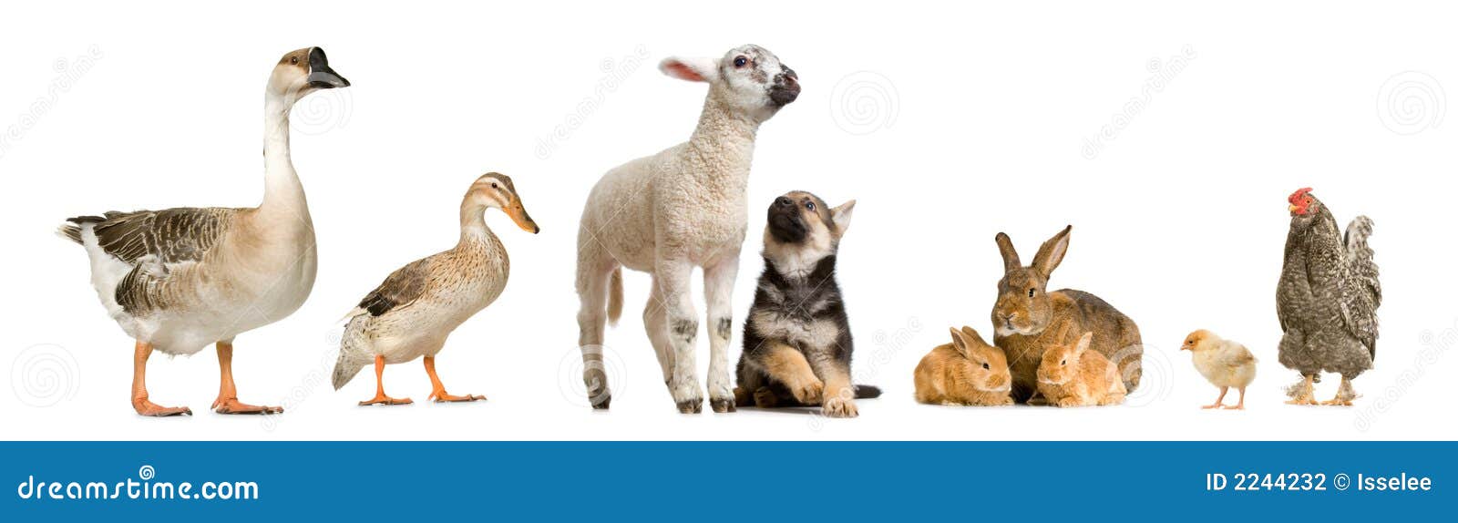 Farm Animals Stock Photography - Image: 2244232