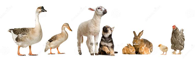 Farm animals stock photo. Image of lamb, animals, duck - 2244232