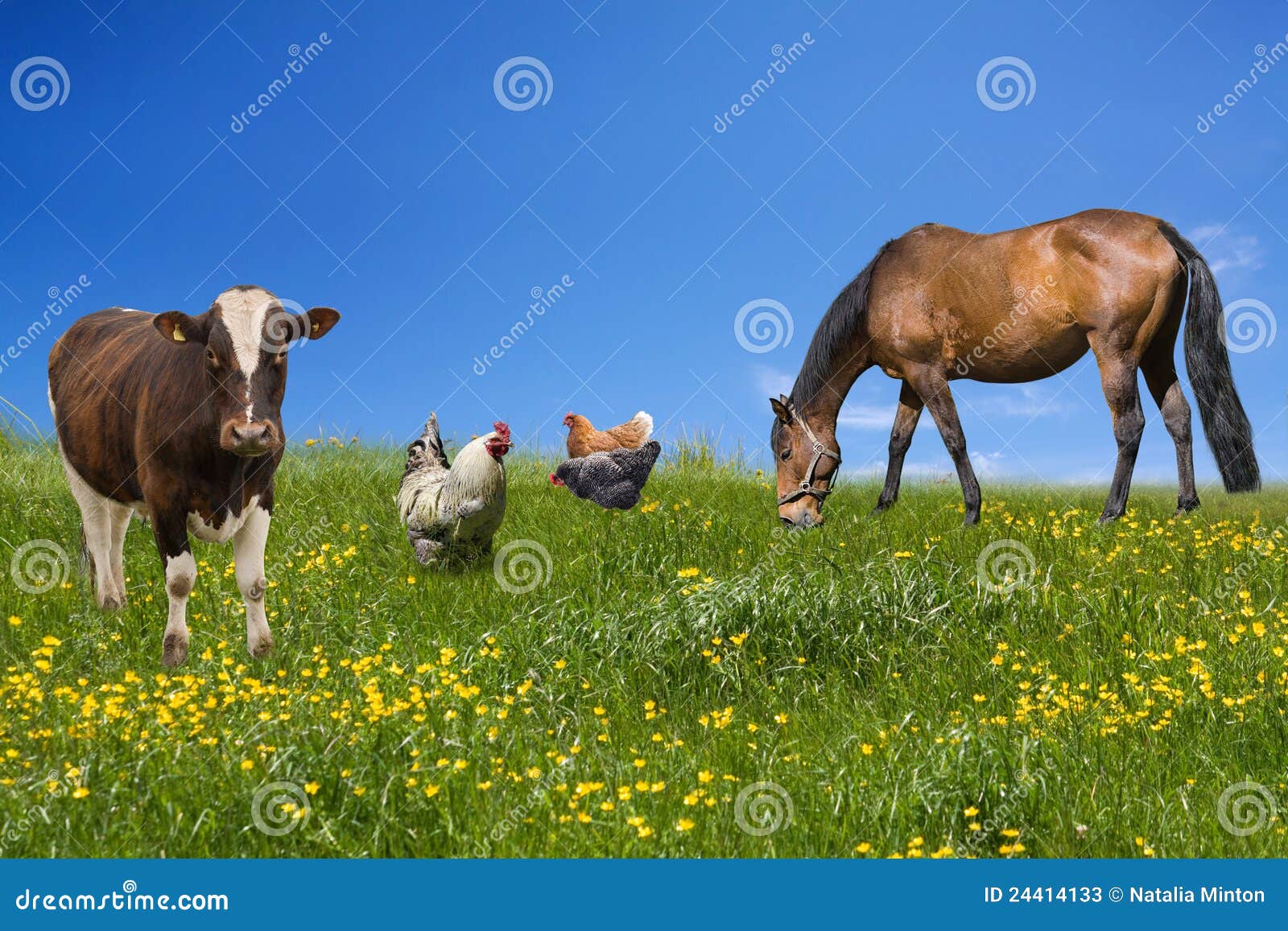Farm animals stock image. Image of animal, color, landscape - 24414133