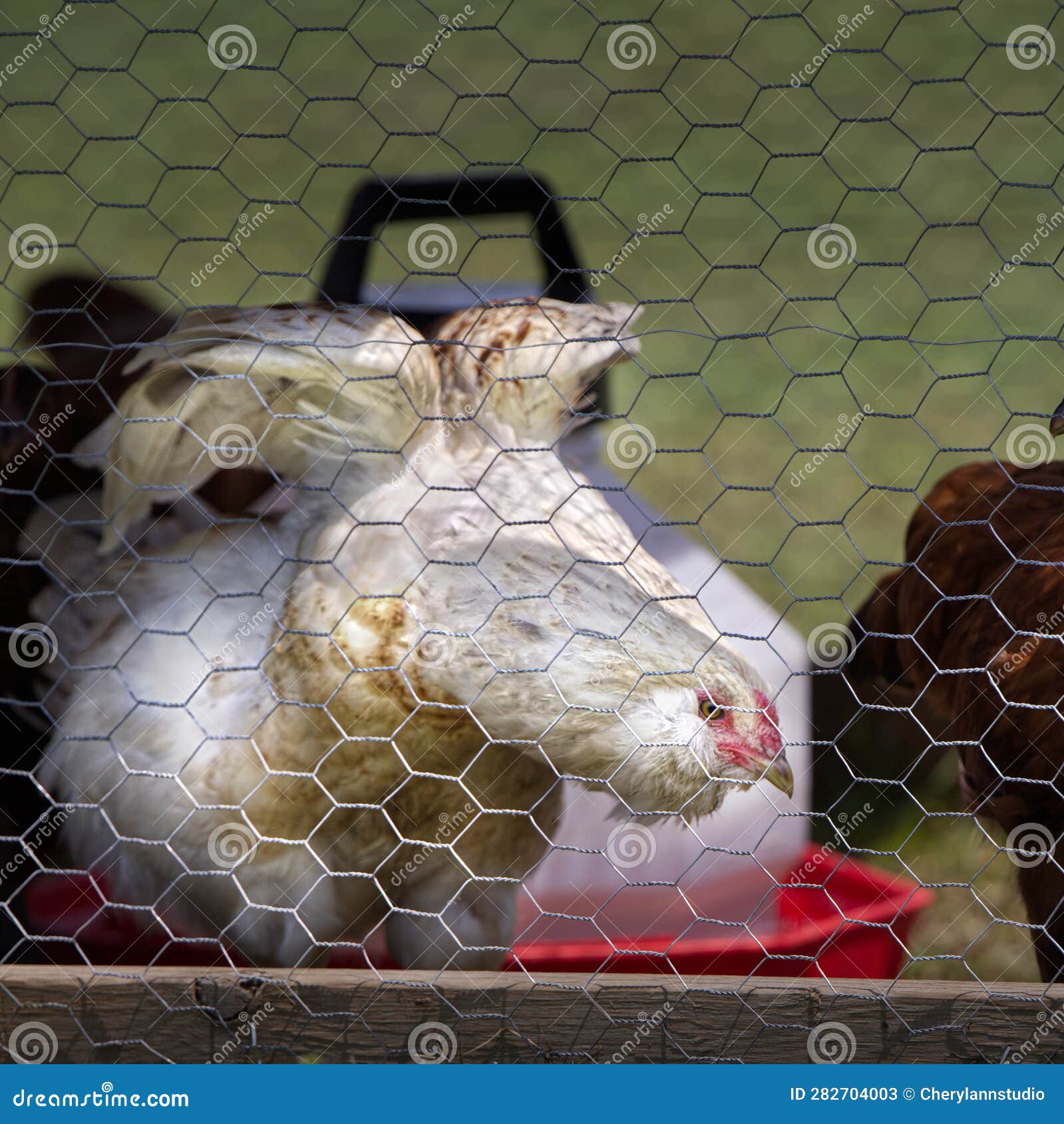 Chicken Flapping Wings Stock Image | CartoonDealer.com #3689209