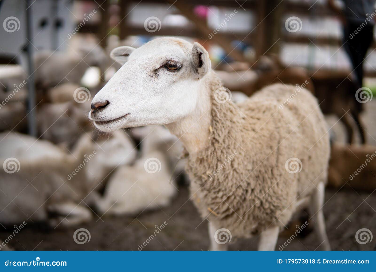 Farm animals in the barn stock photo. Image of children - 179573018