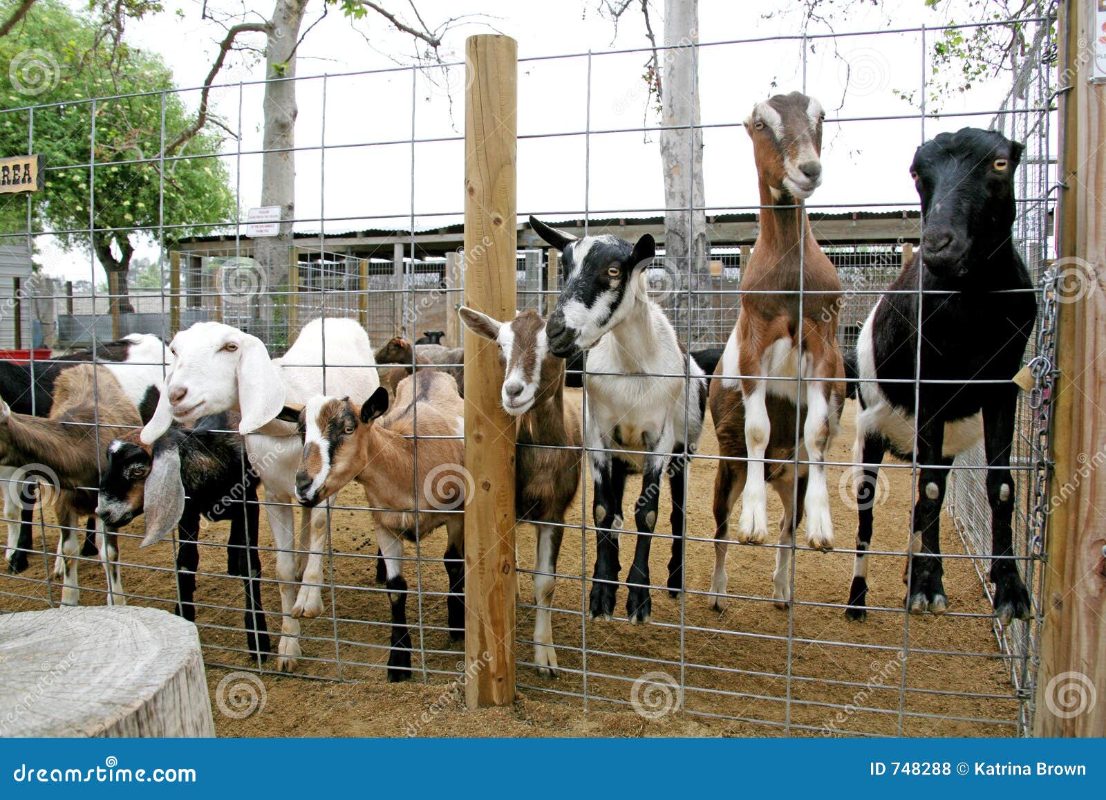 Farm Animals-Billy Goats stock photo. Image of grain, billy - 748288
