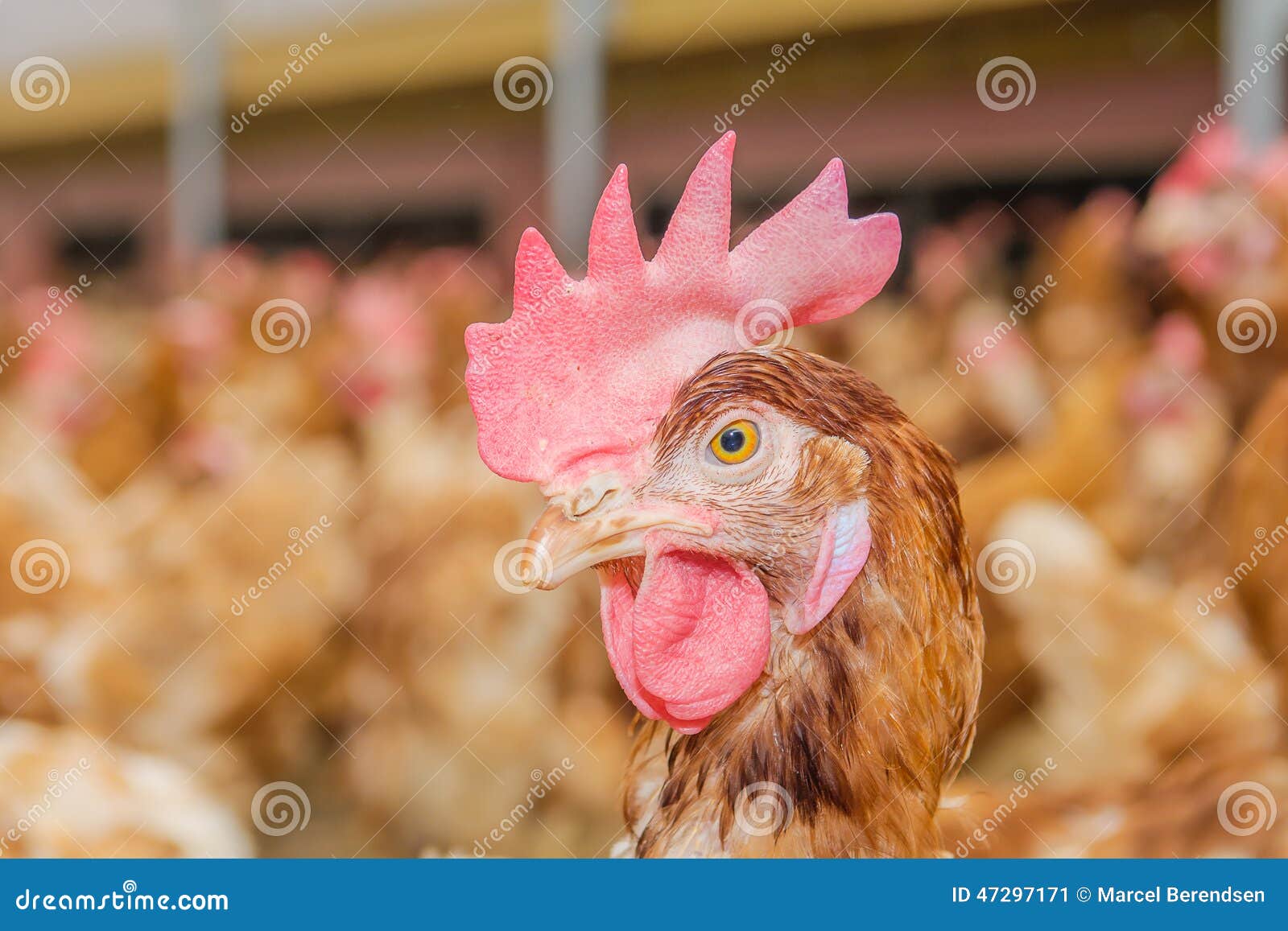 784 Layer Animals Stock Photos - Free & Royalty-Free Stock Photos from ...