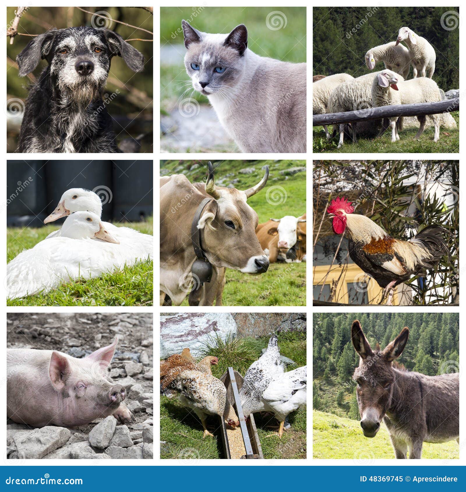 Farm animals collage stock image. Image of background - 48369745
