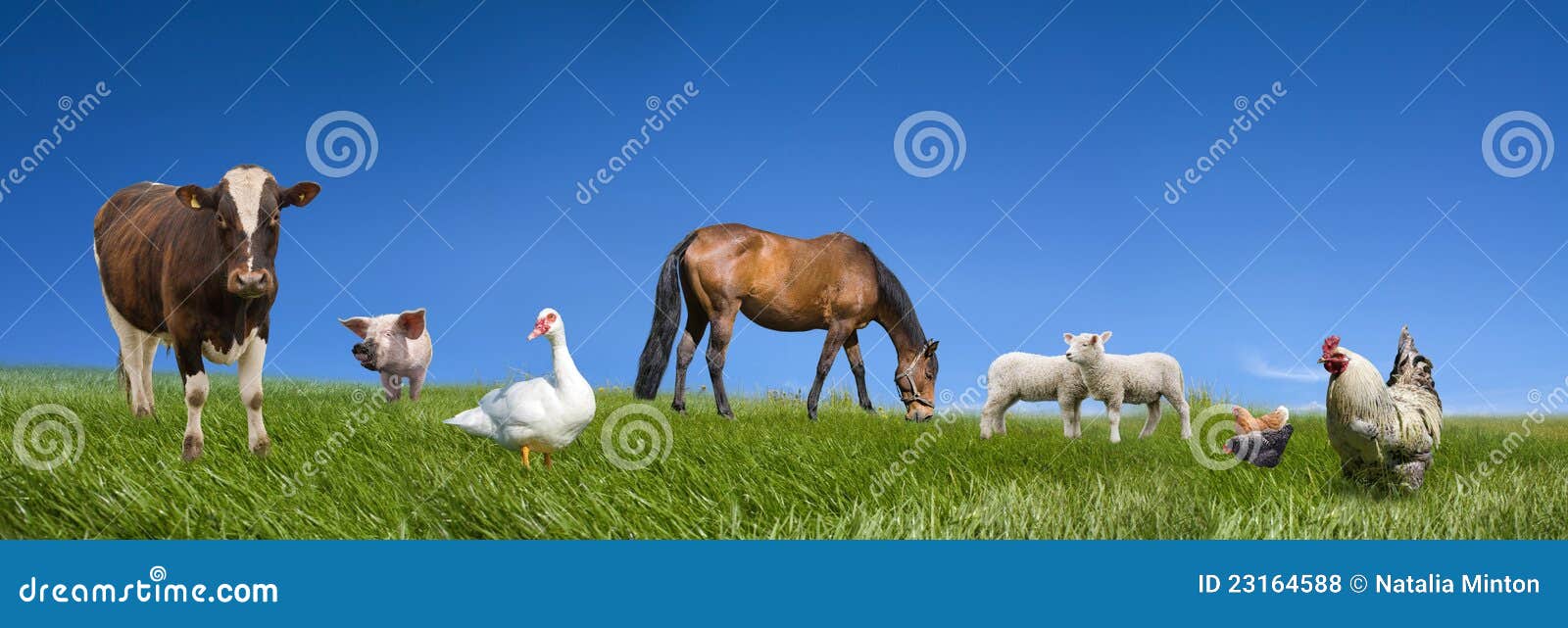 Farm animals collection stock photo. Image of copy, color - 23164588