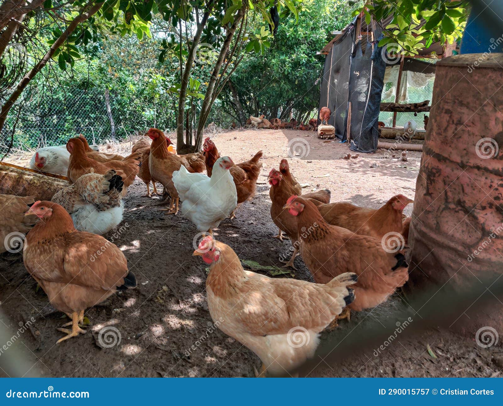 Farm animals in the field stock image. Image of field - 290015757