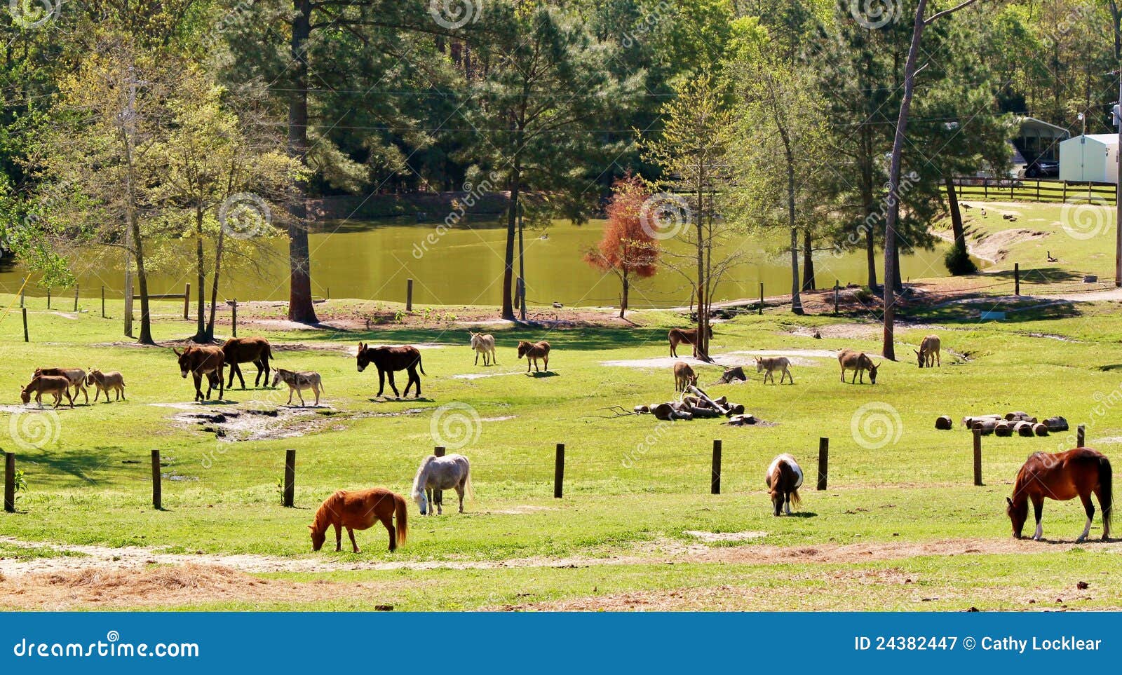 Farm animals grazing stock image. Image of grass, country - 24382447