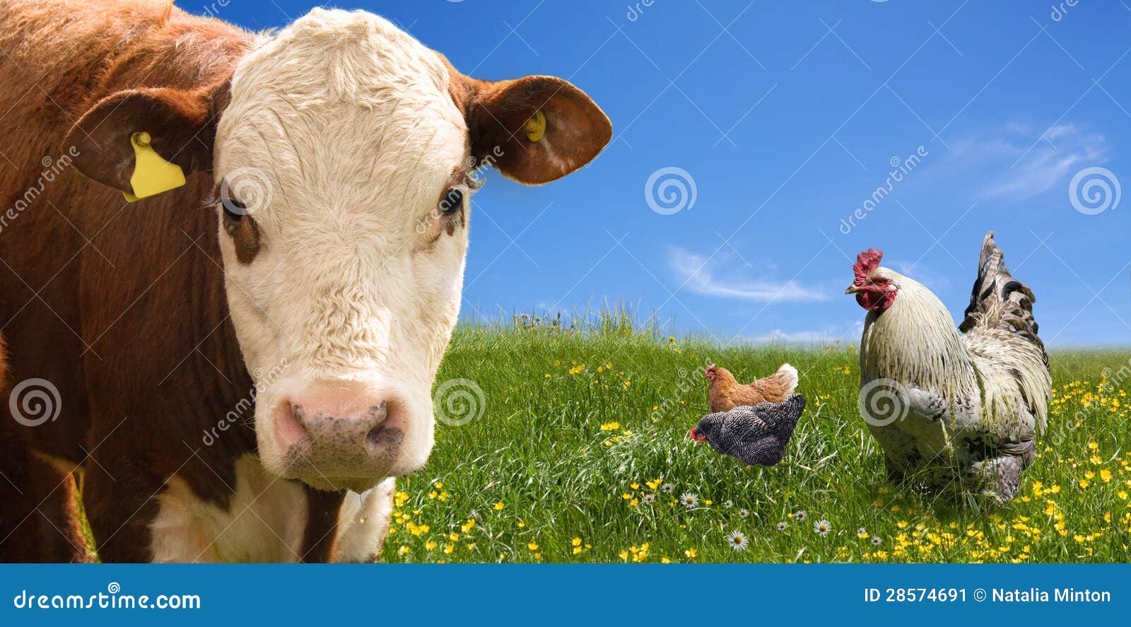 Farm Animals on Green Field Stock Image - Image of grazing, summer ...