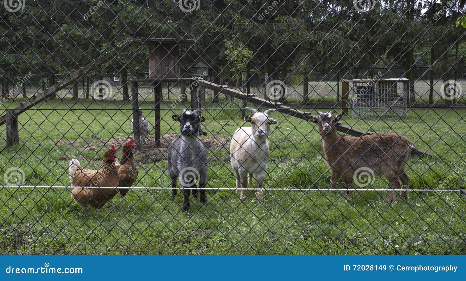 Farm animals stock image. Image of animal, milk, field - 72028149