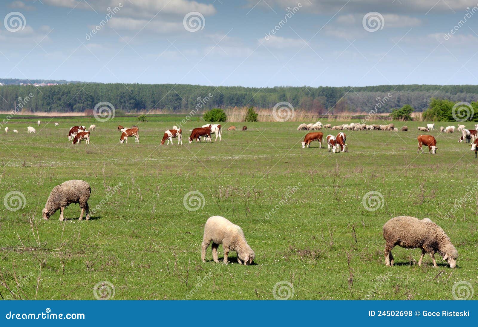 Farm animals in pasture stock photo. Image of sheep, nature - 24502698