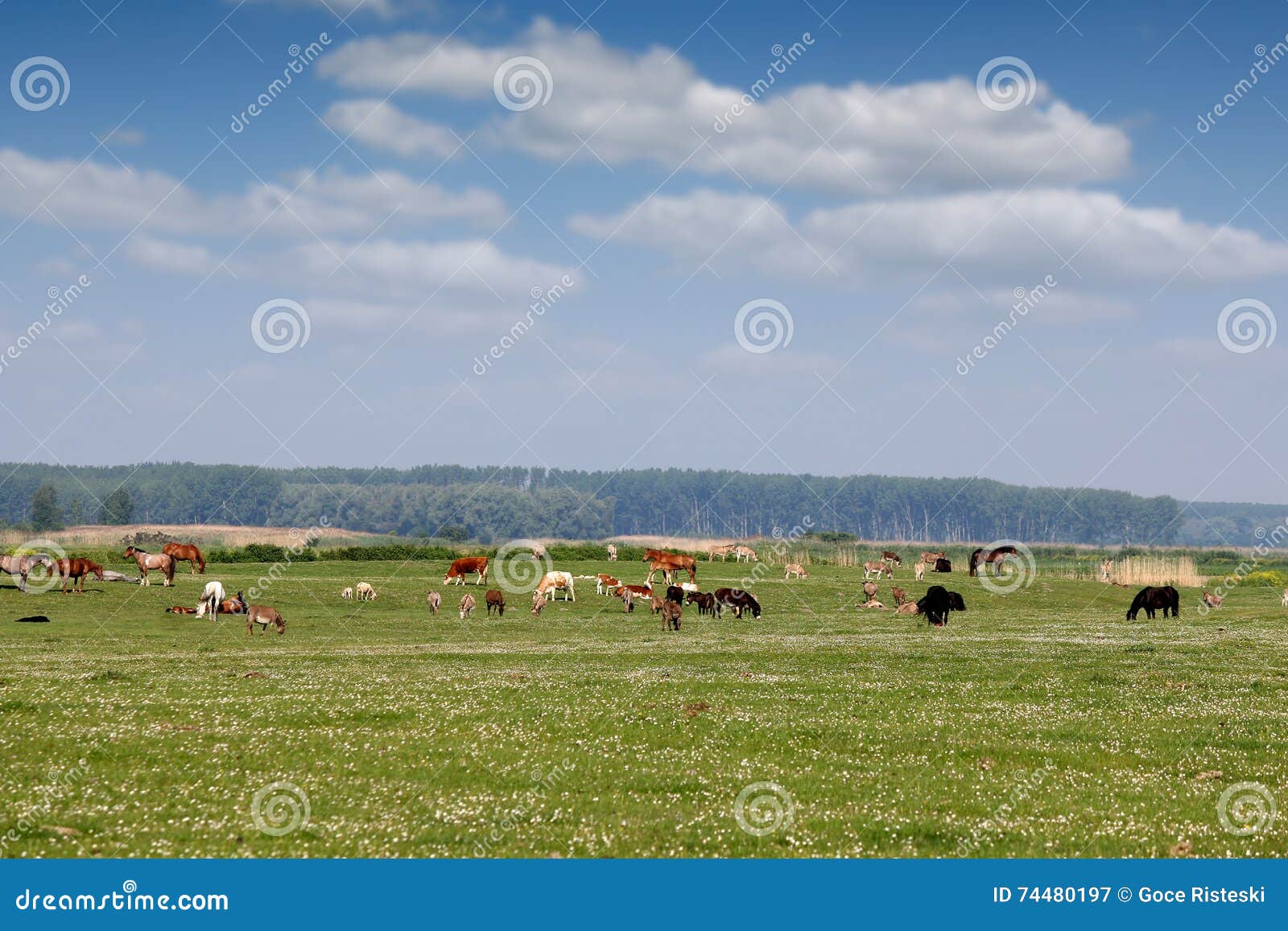 Farm animals on pasture stock image. Image of grazing - 74480197