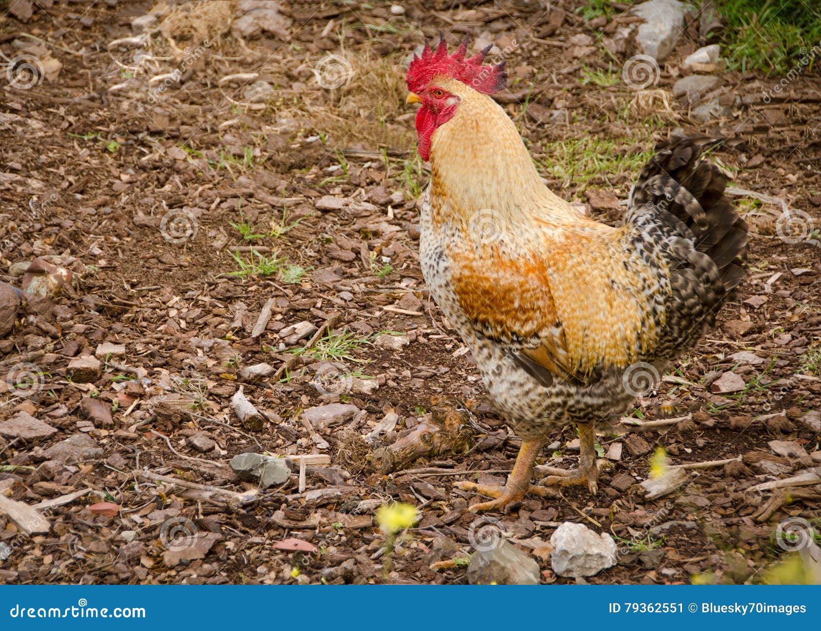 Farm animals. Rooster stock image. Image of animals, animal - 79362551