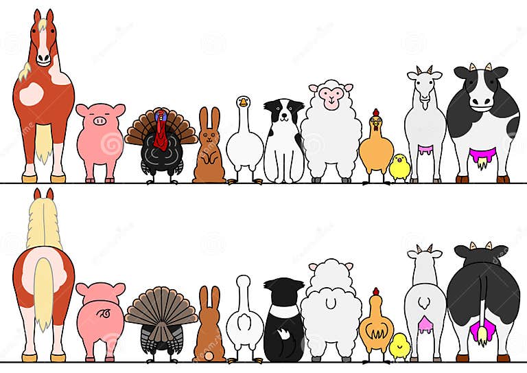 Farm Animals in a Row, Front and Back Stock Illustration - Illustration ...