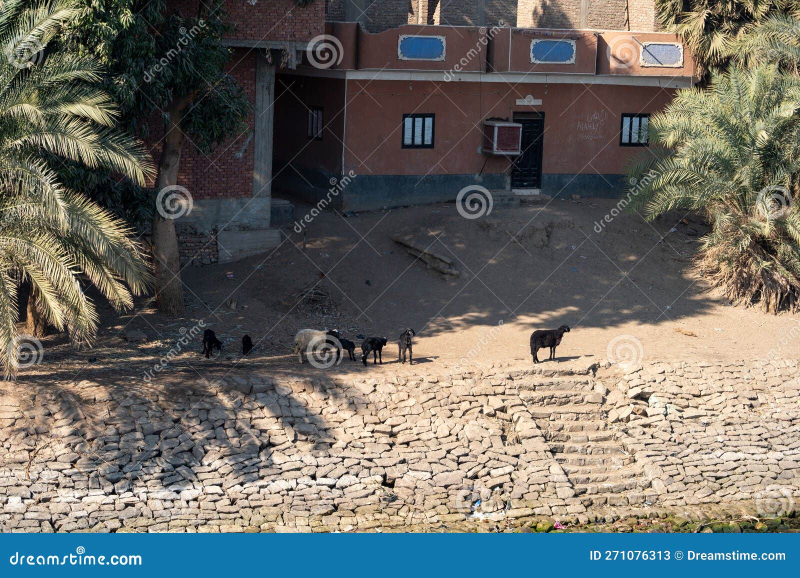 Farm Animals in a town stock image. Image of field, equus - 271076313