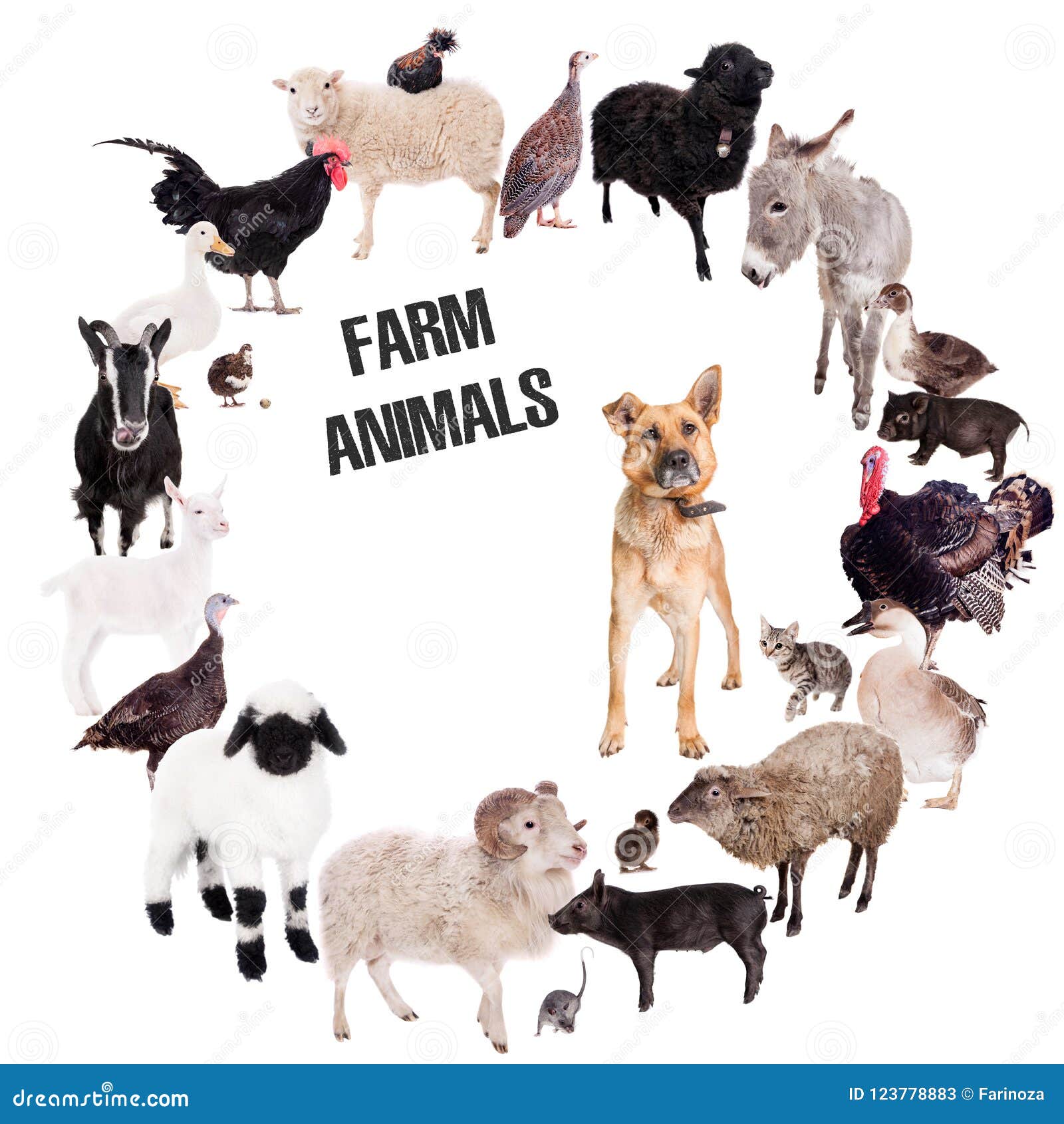 Farm animals set on white stock image. Image of animal - 123778883