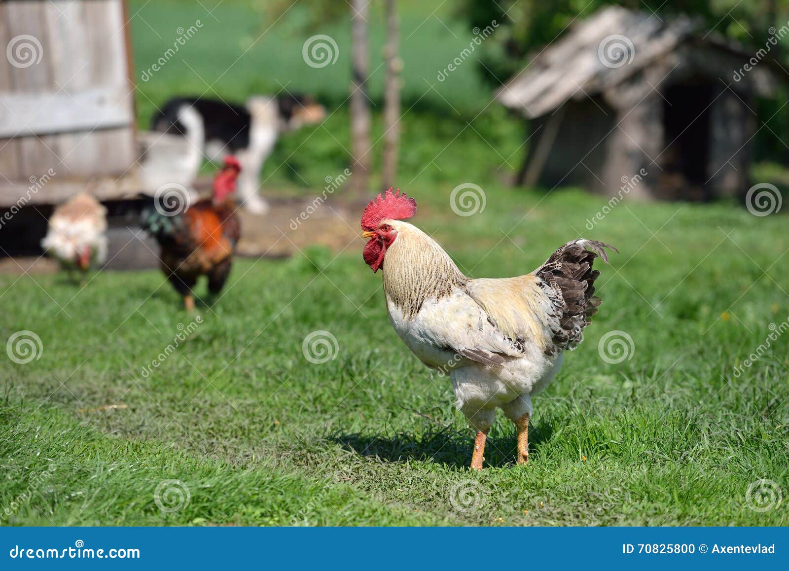 Farm with Animals in the Summer, Beautiful Rooster and Blurred a Stock ...