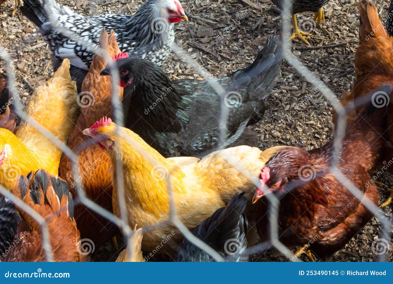 Flock of Chickens in Their Enclosure on a Farm Stock Image - Image of ...