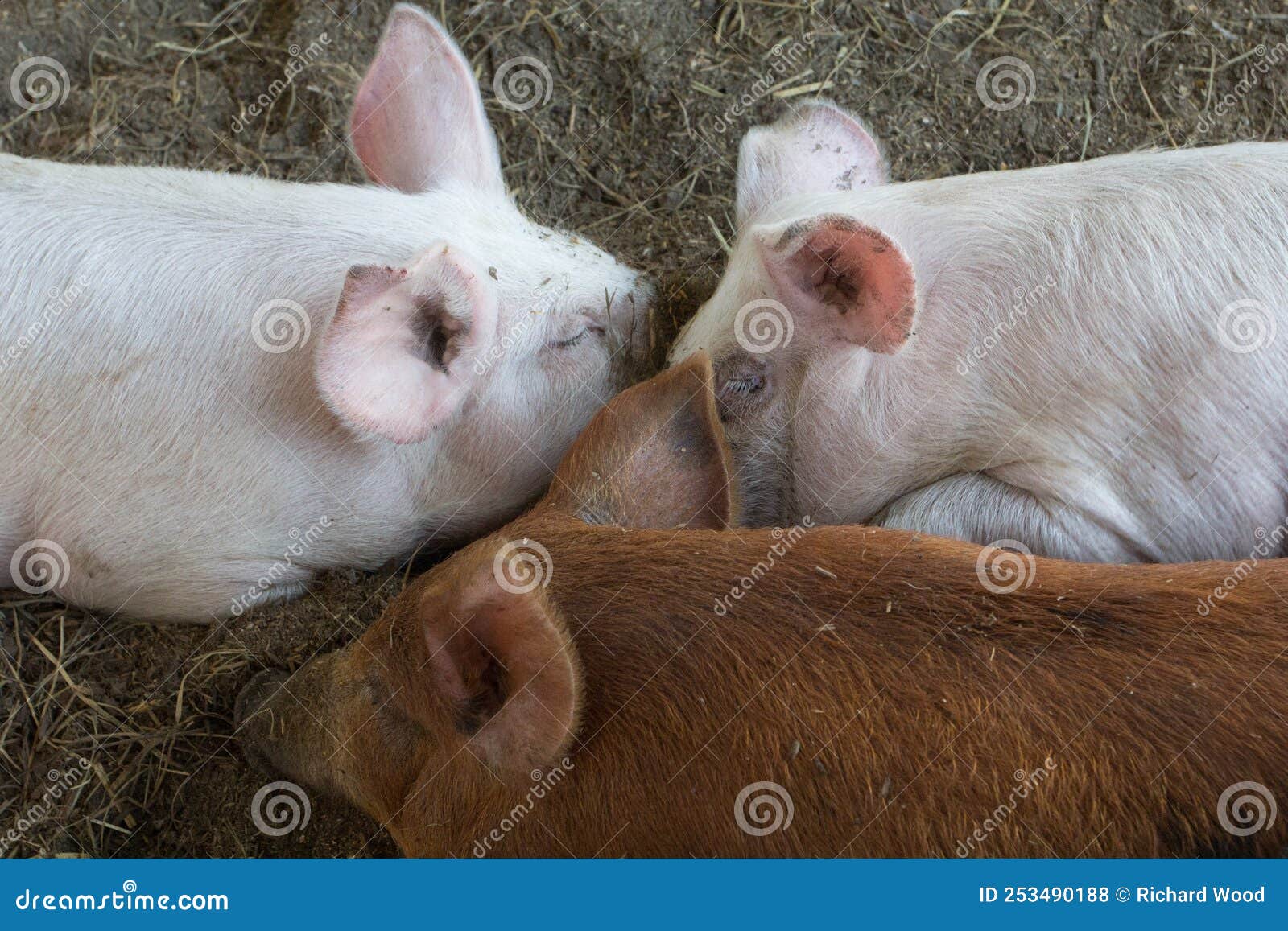 Pigs in an Enclosure on a Farm Stock Photo - Image of pigs, farm: 253490188