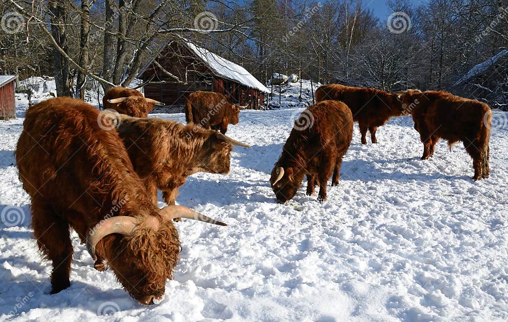 Farm animals in winter stock image. Image of countryside - 23375705